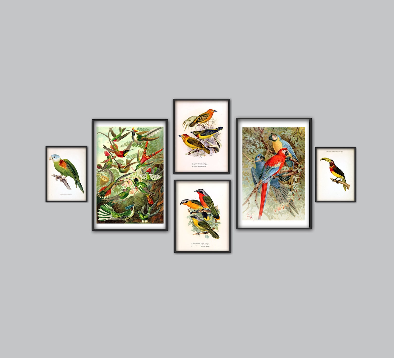 Bright Bird Prints, Bird and Botanical Print Set, Tropical Bird ...