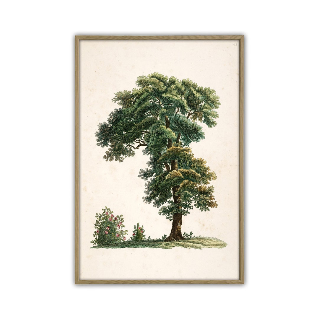 Oak Tree Print, Botanical Home Decor, Tree Wall Art, Oak Tree Decor ...