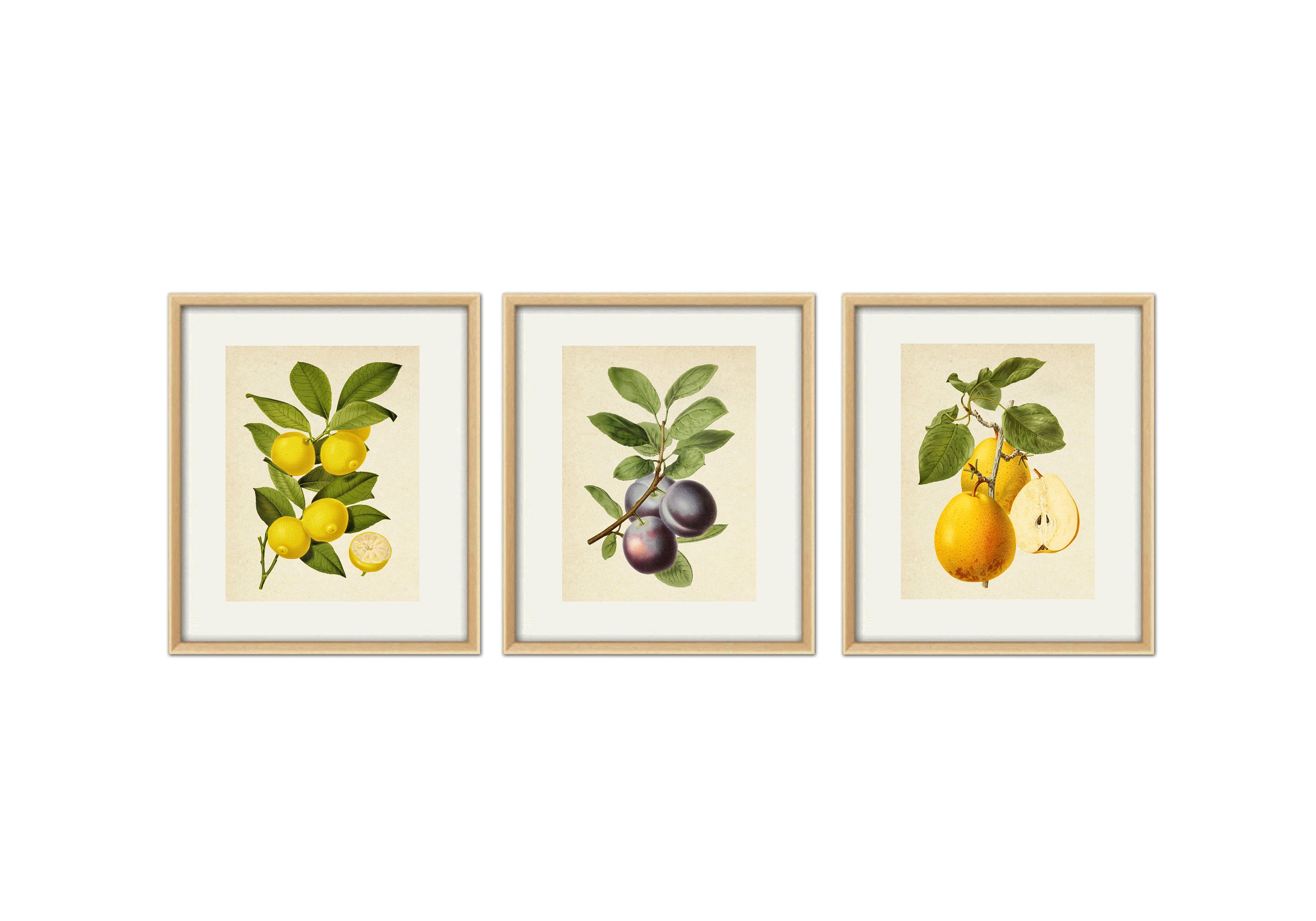 Fruit Print Botanical Wall Art Print Kitchen Wall Decor - Etsy