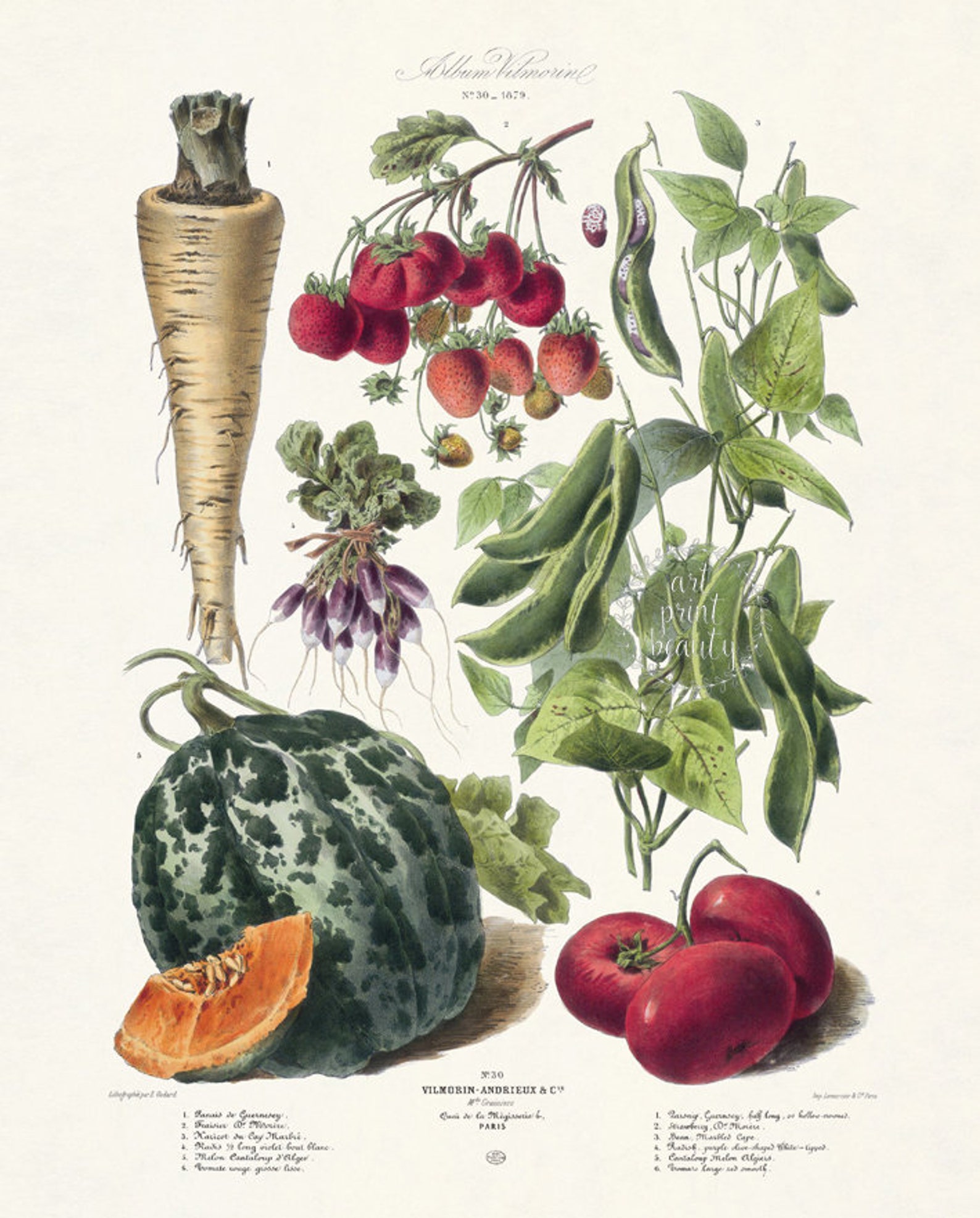 Set of 3 Vegetables Print Kitchen Decor Large Size Poster - Etsy