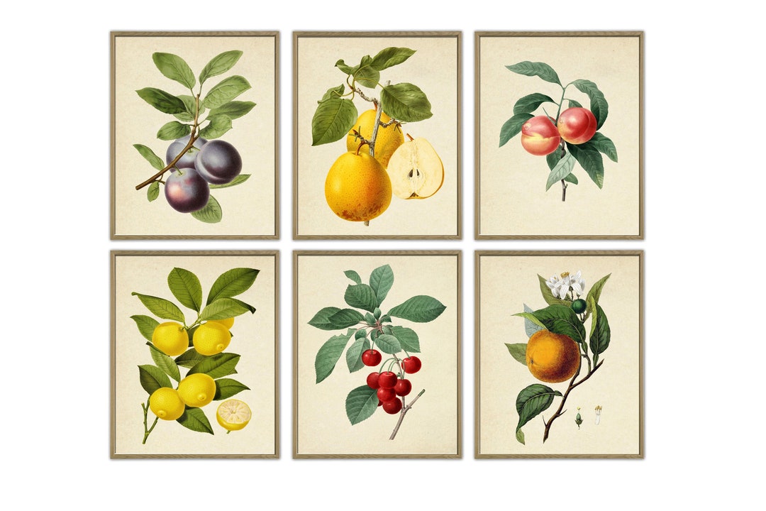 Fruit Print Set, Botanical Prints, Vintage Art, Botanical Plum Pear ...