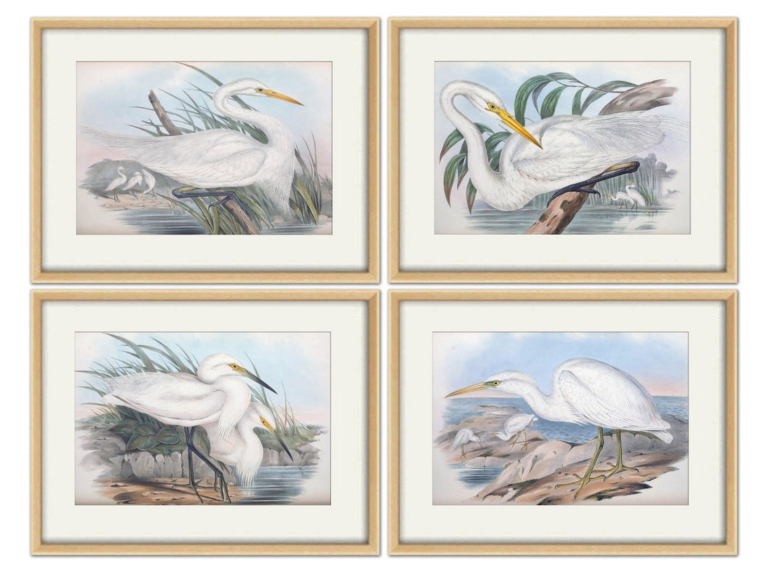 Birds Prints Set of 4 , Large Wall Decor, Ornithology Poster, Antique ...