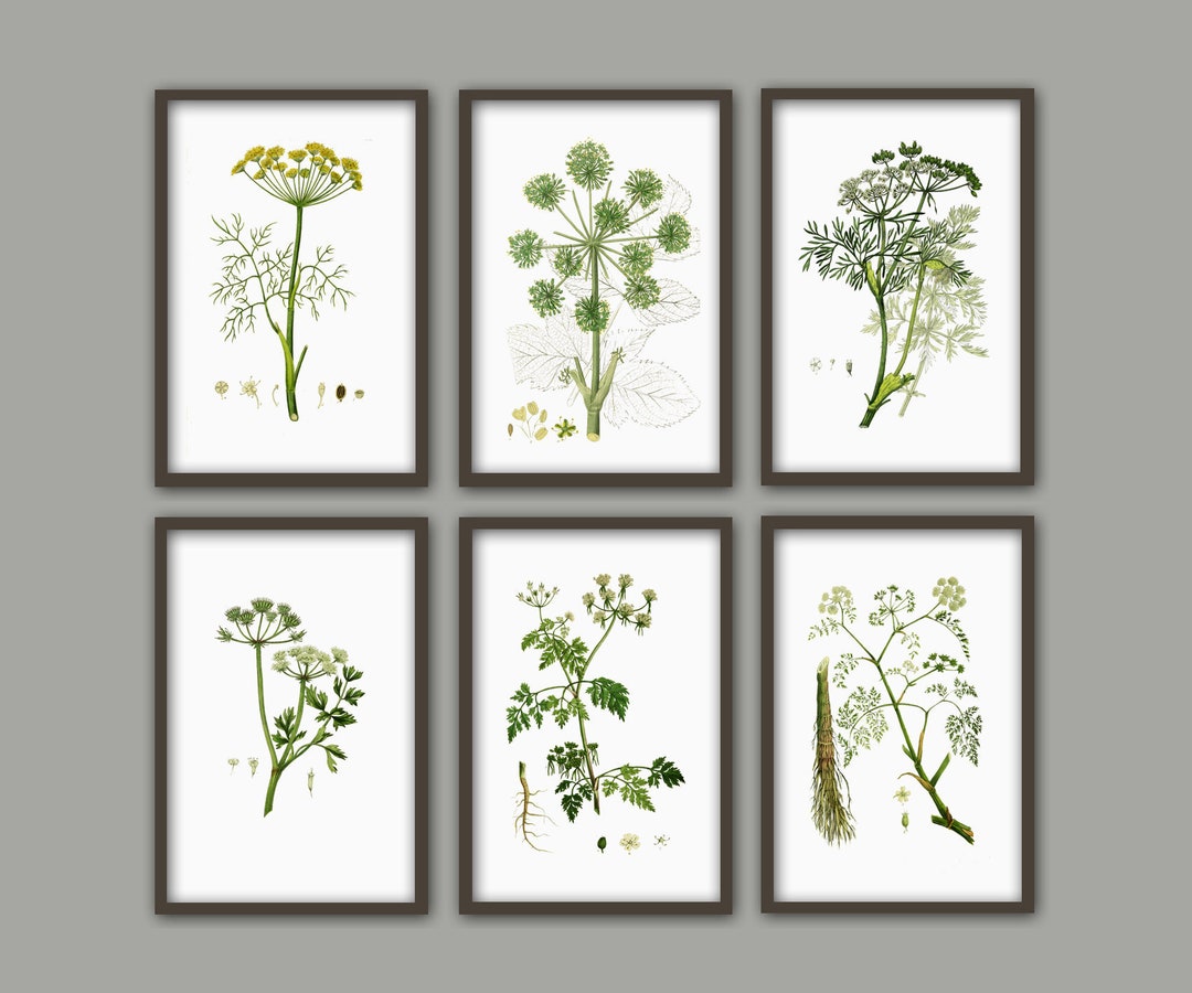 Green Plant Botanical Illustrations Print, Leaves Print, Botany Wall ...
