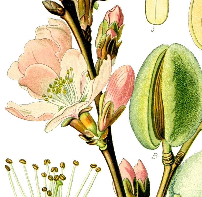 Almond Print Botanical Vintage Illustration Almond Tree Poster - Etsy