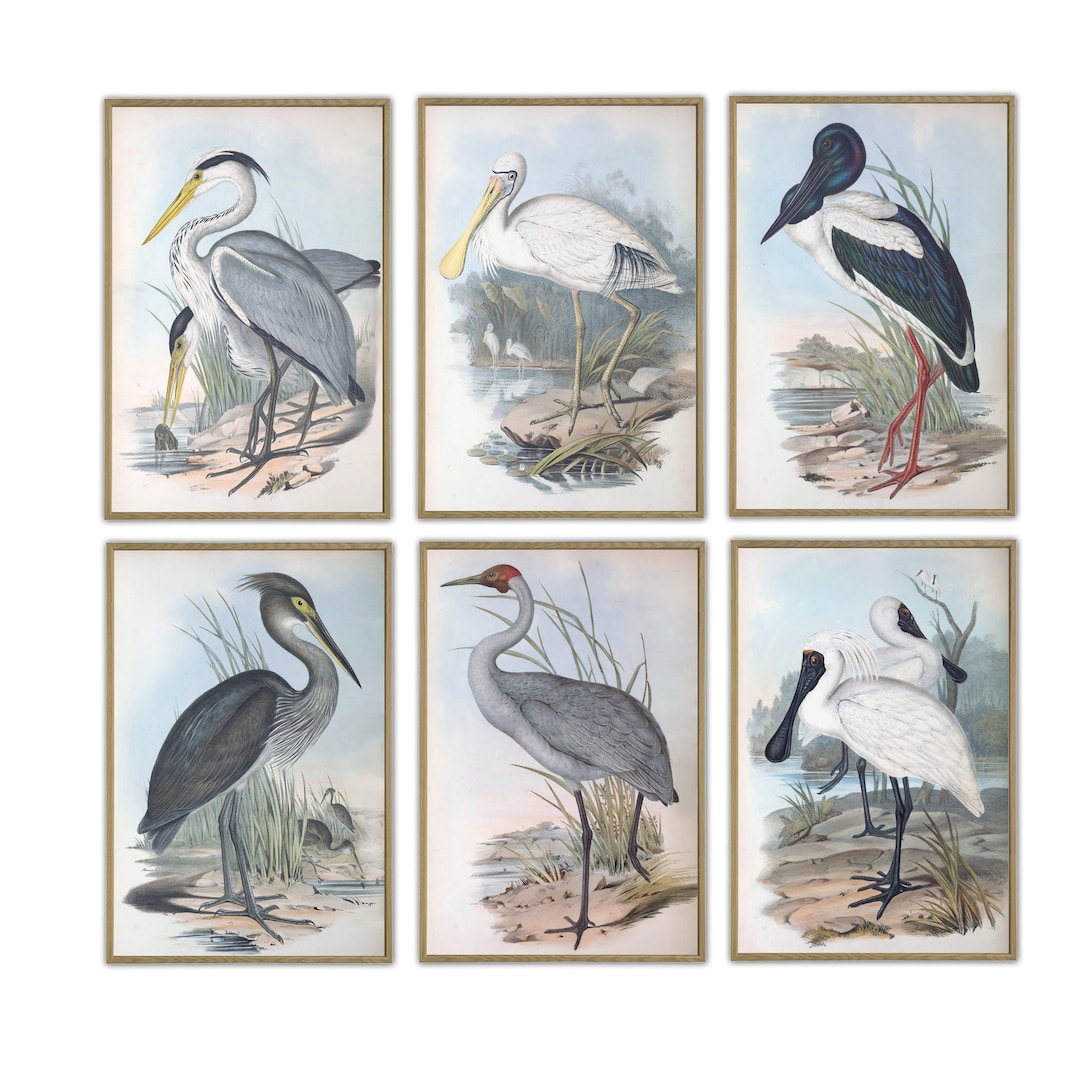 Large Birds Prints Set of 6 , Wall Art Decor, Ornithology Poster ...