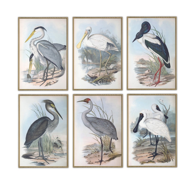 Large Birds Prints Set of 6 Wall Art Decor Ornithology - Etsy