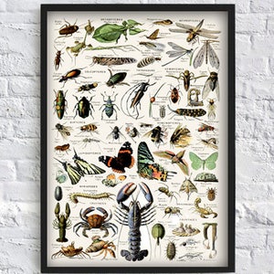 Science Print - Insect Poster - Sea Animals Print - Wall Art Decor ...