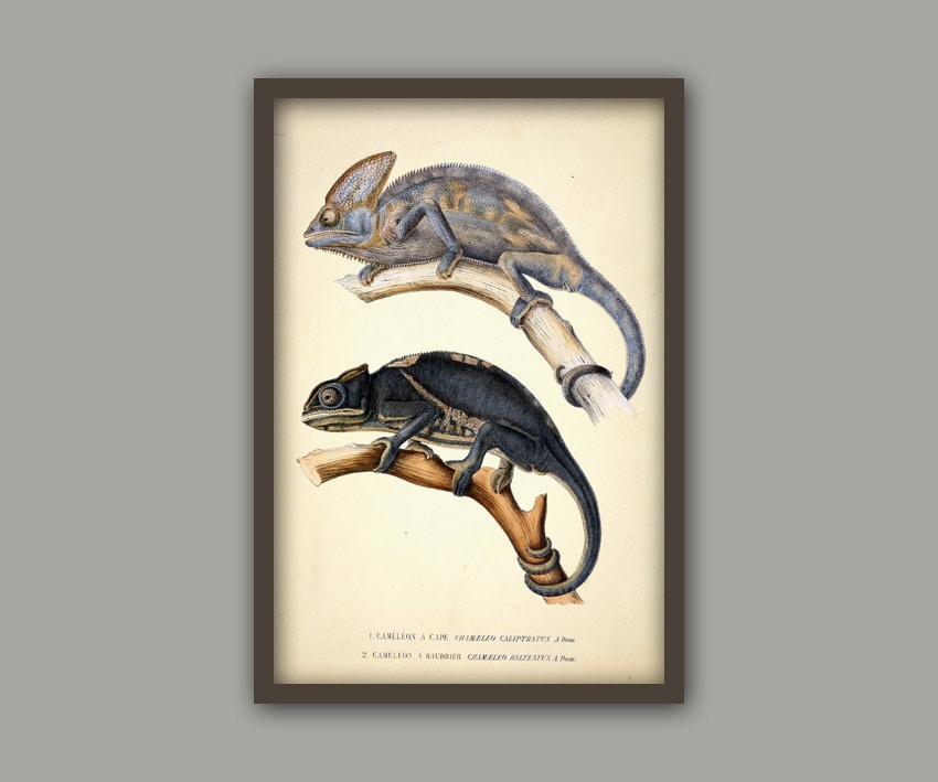 Chameleon Print Animals Wall Art Decor Lizard Reptile Art Large Wall ...