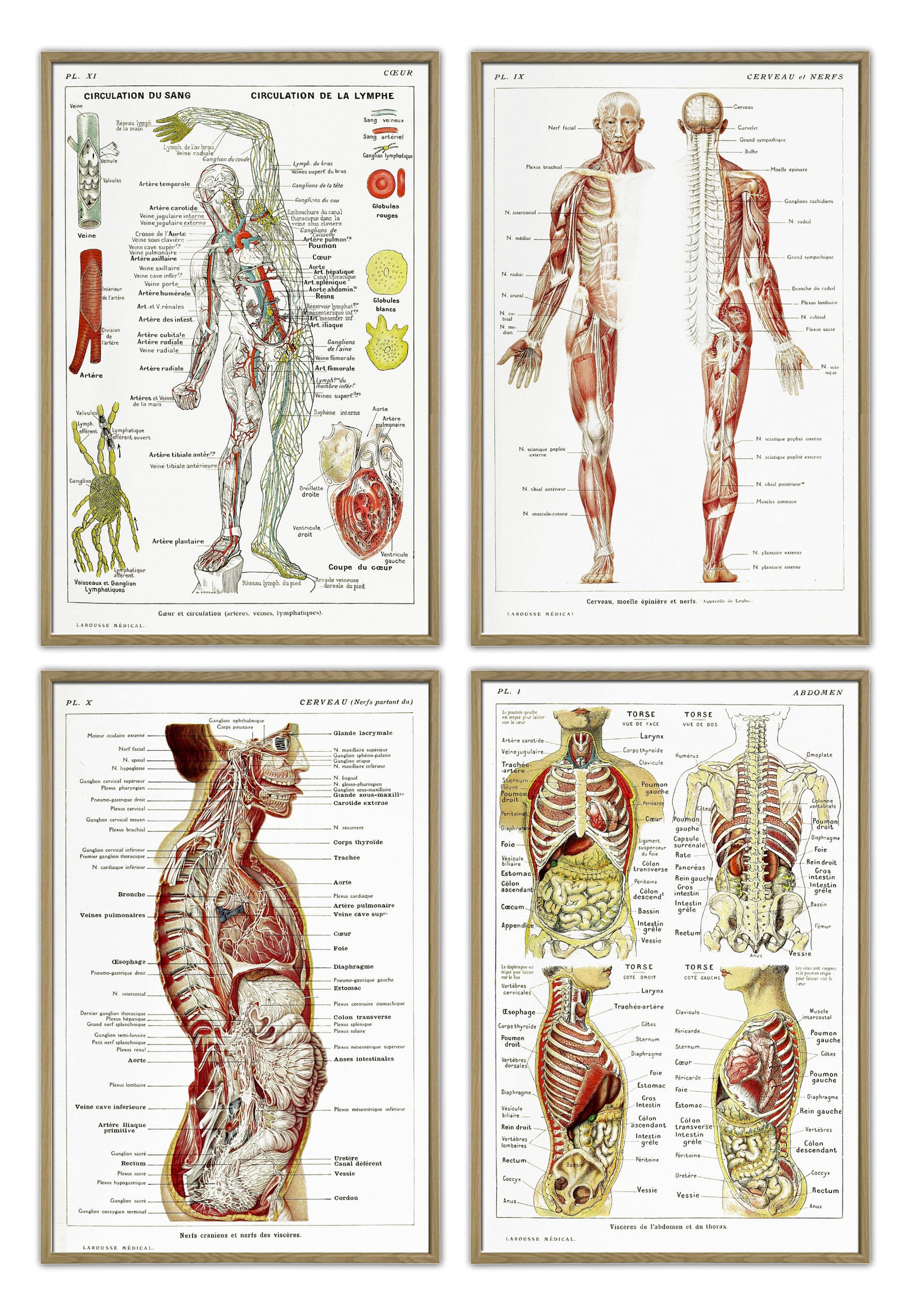 Human Anatomy Print Set Medical Science Print Set of 4 - Etsy