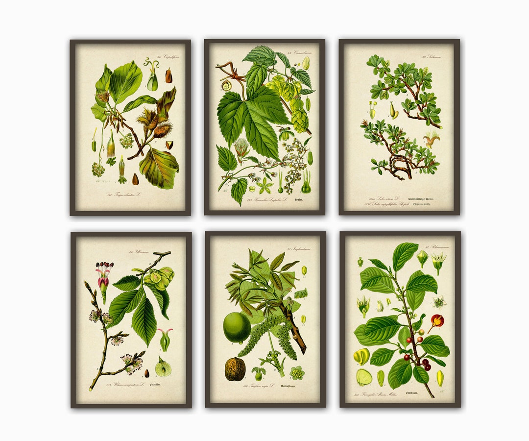 Tree Print Set of 6 Wall Art Decor Botanical Print Large Scale Green ...