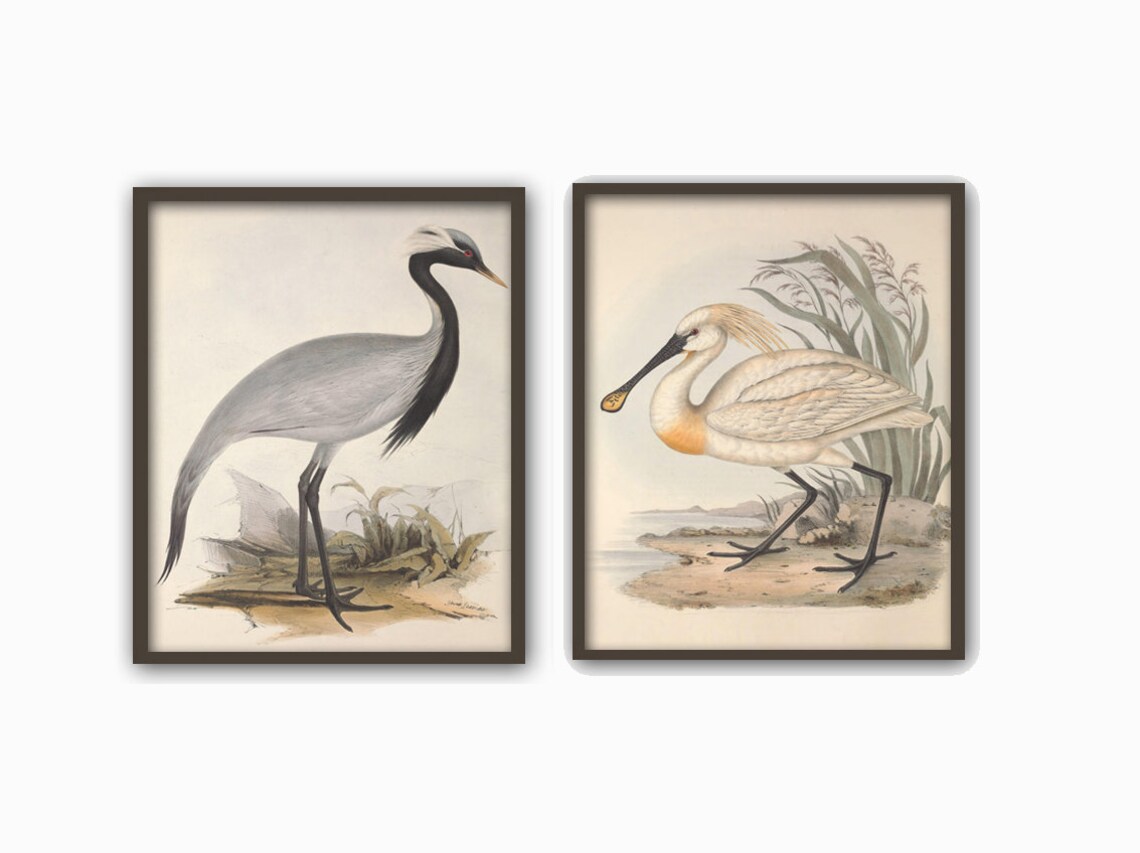 Birds Print Set of 2, Bird Illustration, Ornithology Poster, Antique ...