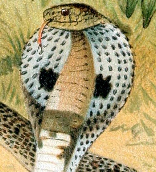 Snake Vintage Wall Art Poster - Reptiles Natural History Home Decor ...