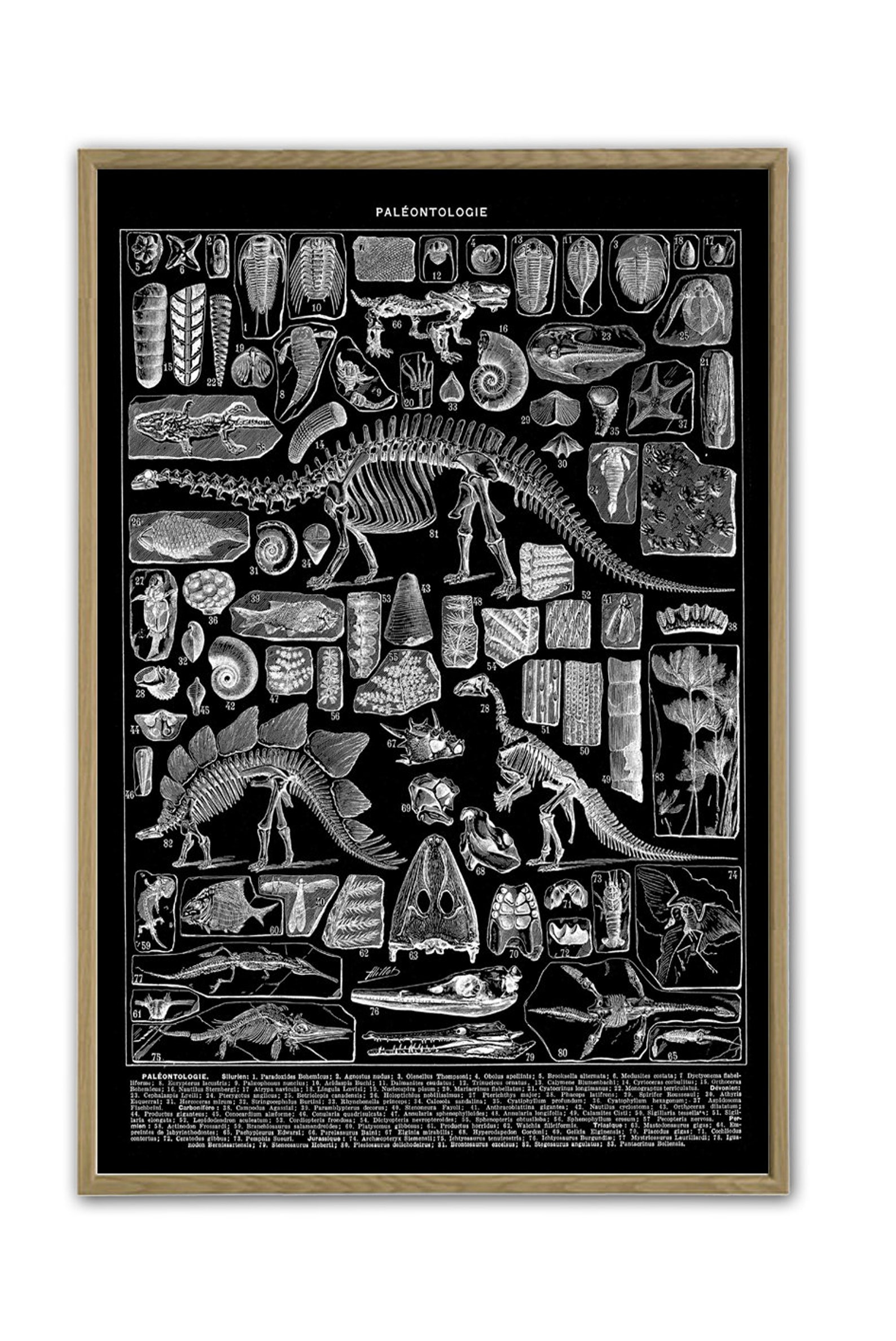 Dinosaur Skeleton Poster Paleontology Science Print Anatomy - Etsy