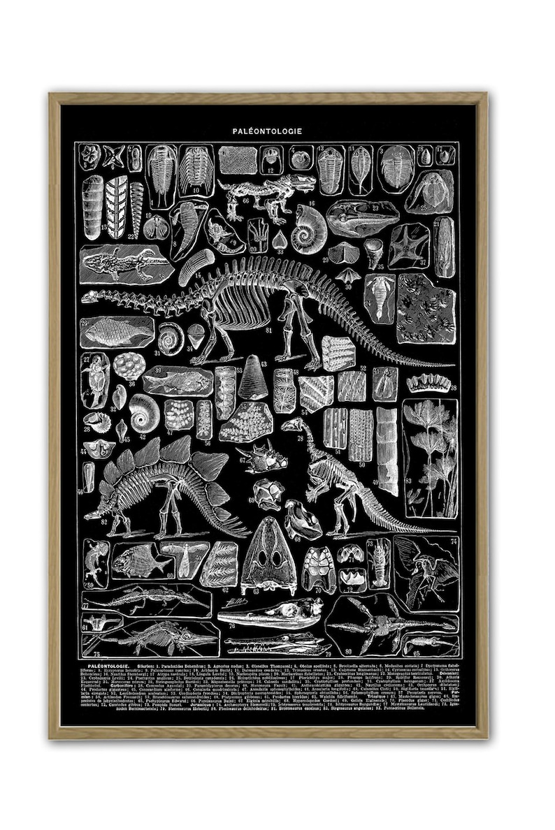 Dinosaur Skeleton Poster Paleontology Science Print Anatomy - Etsy