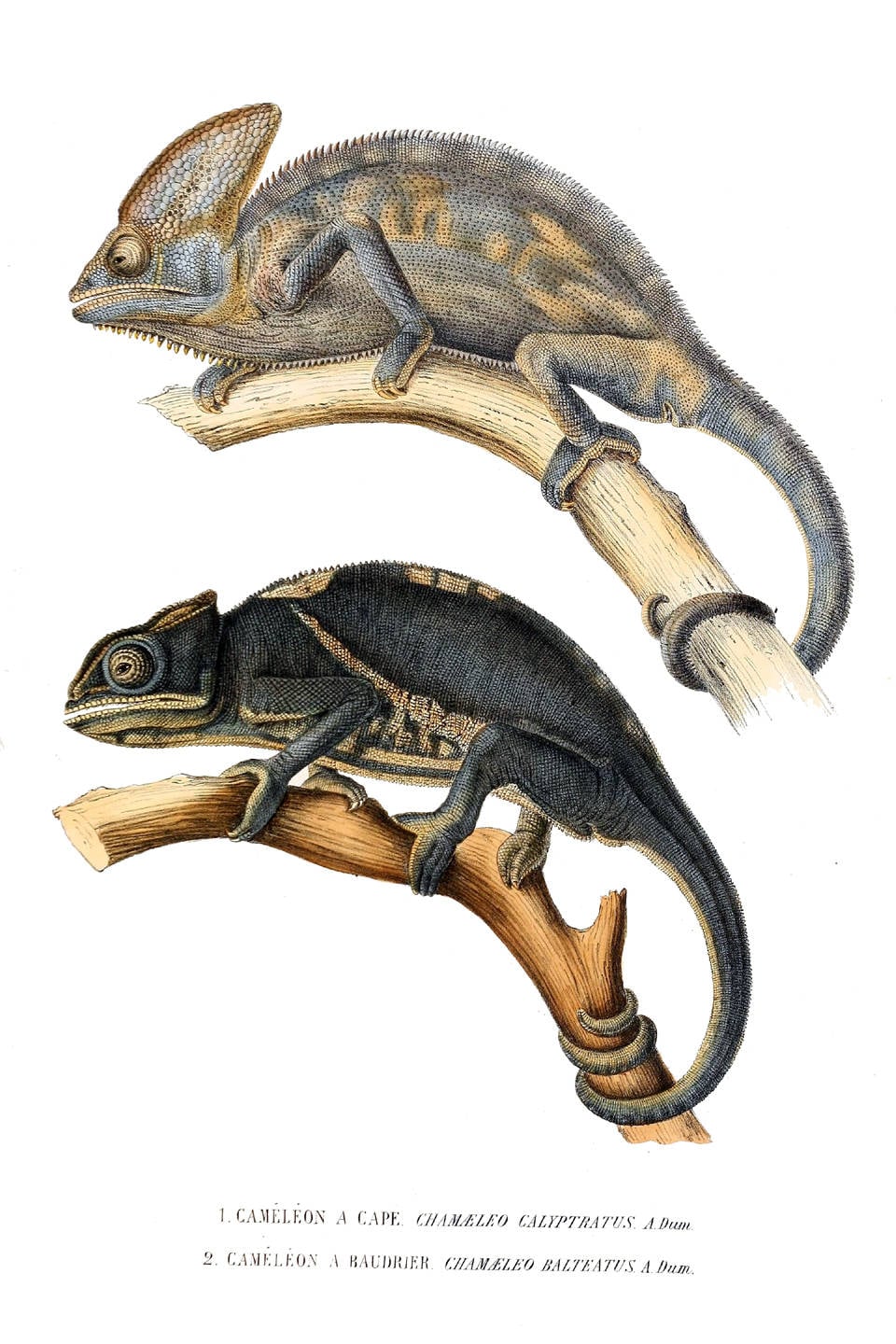 Chameleon Print Animals Wall Art Decor Lizard Reptile Art | Etsy