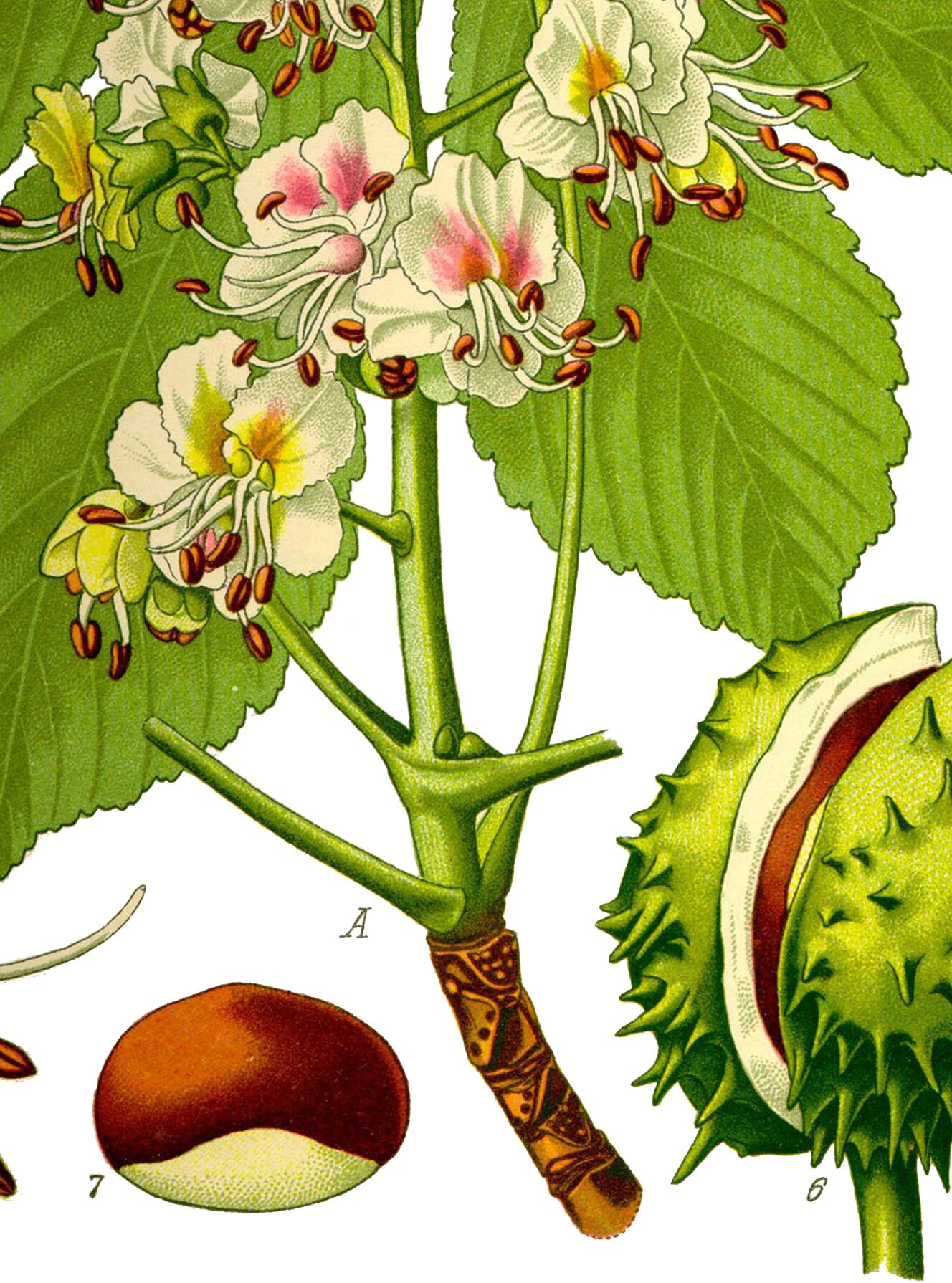 Tree Wall Art Print Tree Leaves Print Tree Set of 6 | Etsy