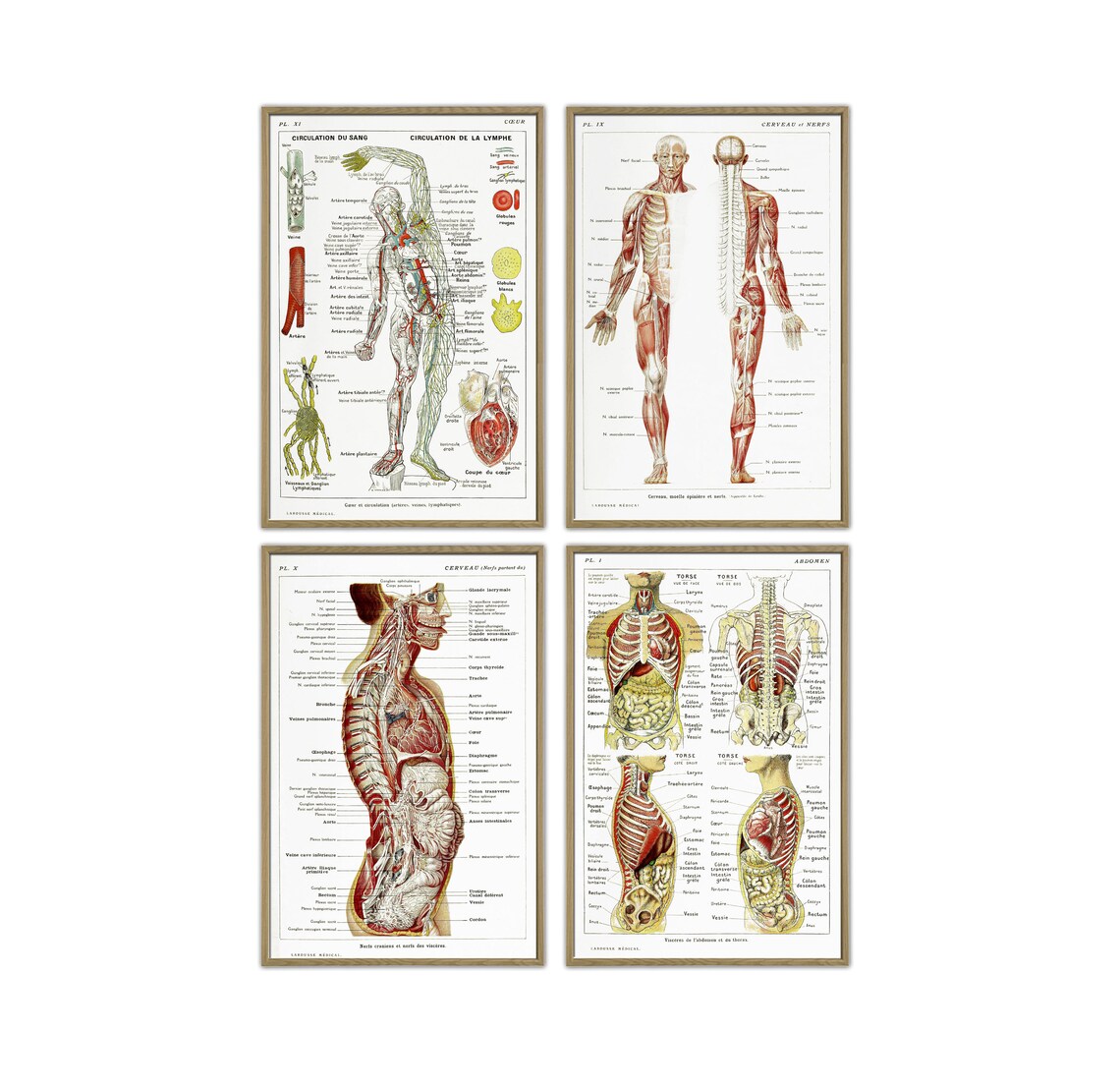 Human Anatomy Print Set Medical Science Print Set of 4 - Etsy
