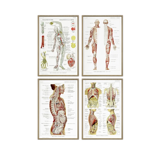 Human Anatomy Print Set Medical Science Posters Set of 4 | Etsy