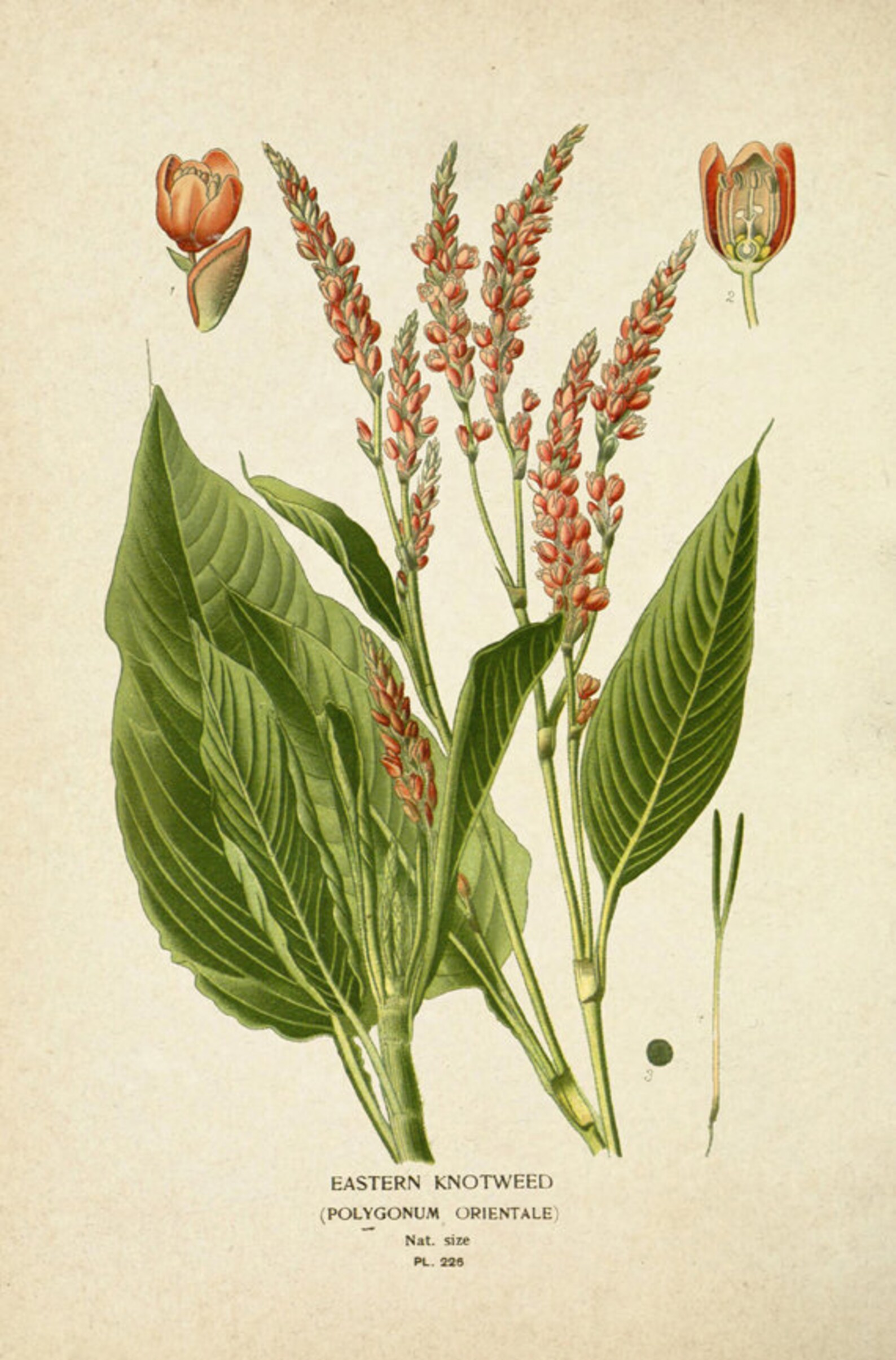 Rustic Botanical Illustration Flowers Prints Wall Art Print - Etsy