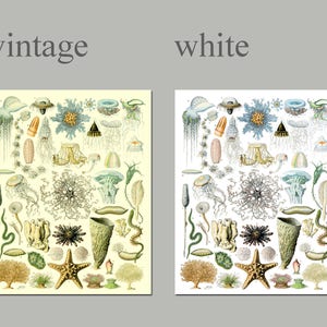 Marine Biology Print Bathroom Decor Poster Oceanography - Etsy