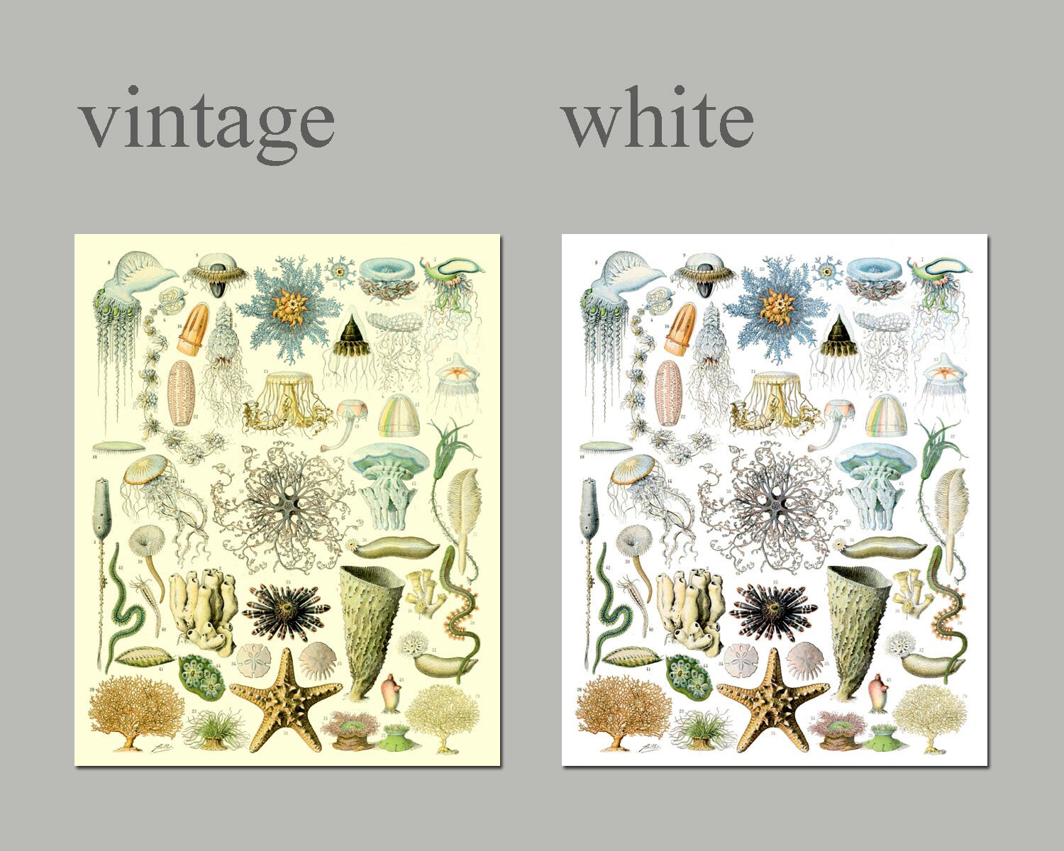 Marine Biology Print Bathroom Decor Poster Oceanography | Etsy