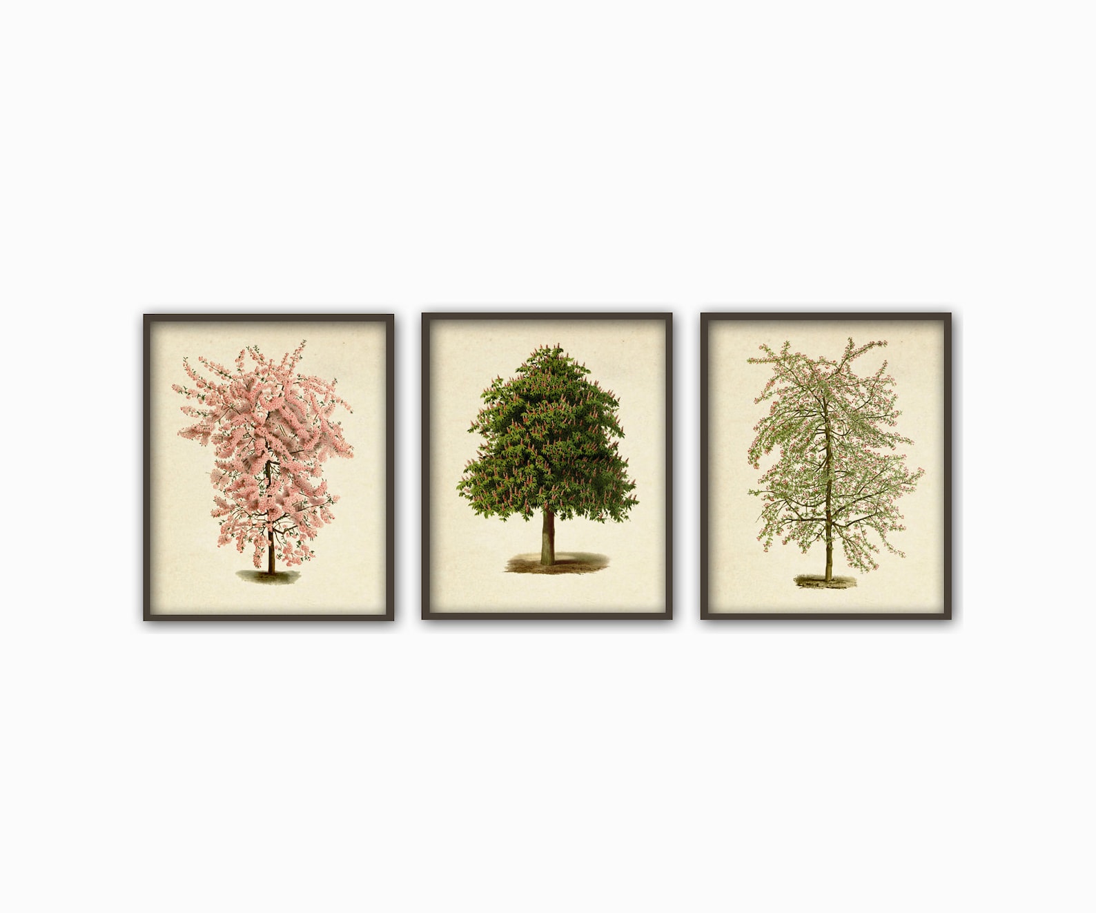 Tree Prints Set of 3 Botanical Home Decor Tree Botanical | Etsy