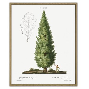 English Oak Tree Print, Botanical Home Decor, Tree Wall Art, Oak Tree ...