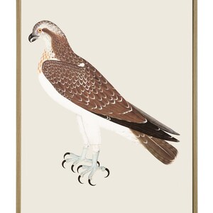 Osprey Bird Print Large Wall Art Decor Vintage Collection Bird ...