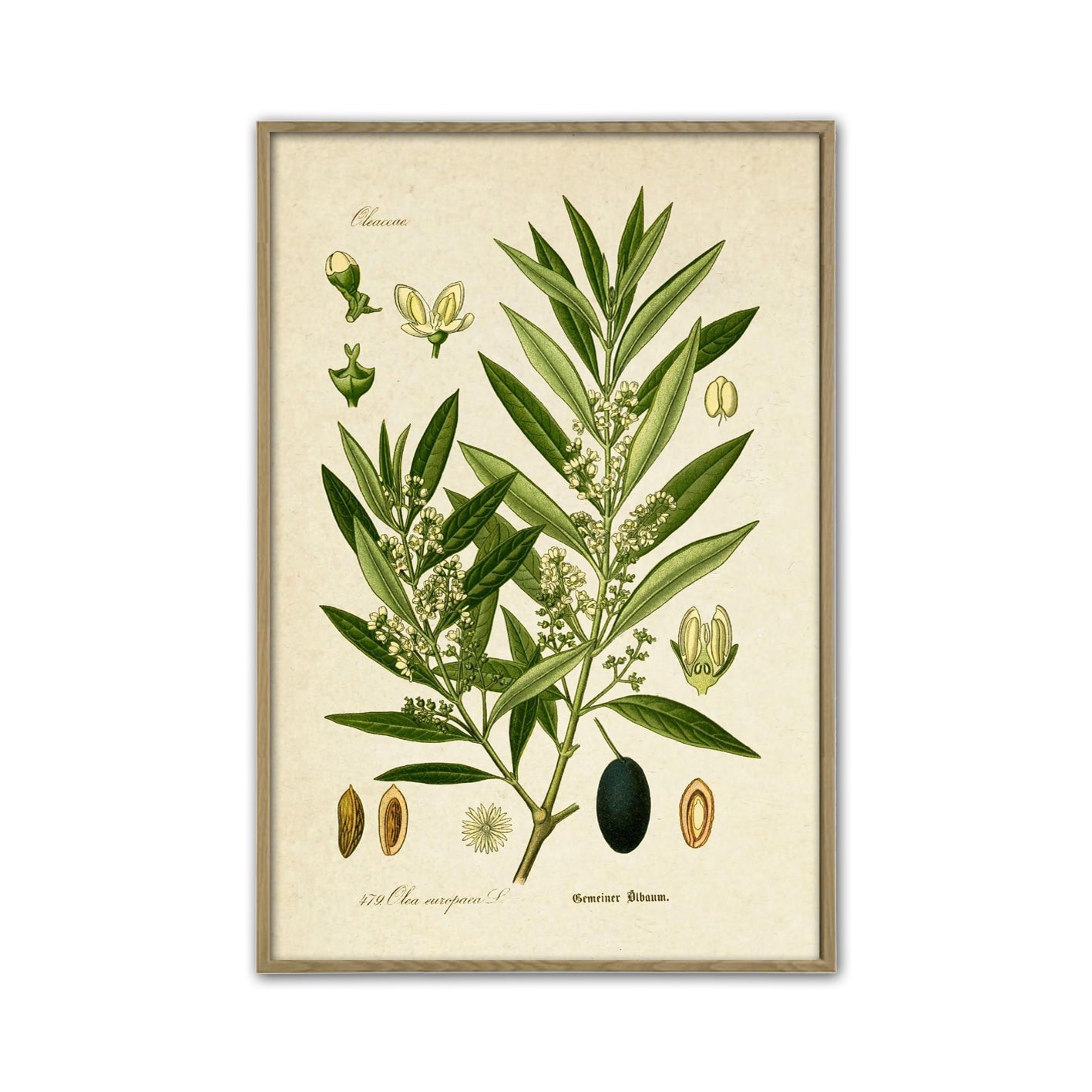 Wall Décor Olive Tree Print Vintage Botanical Printable Home & Living ...