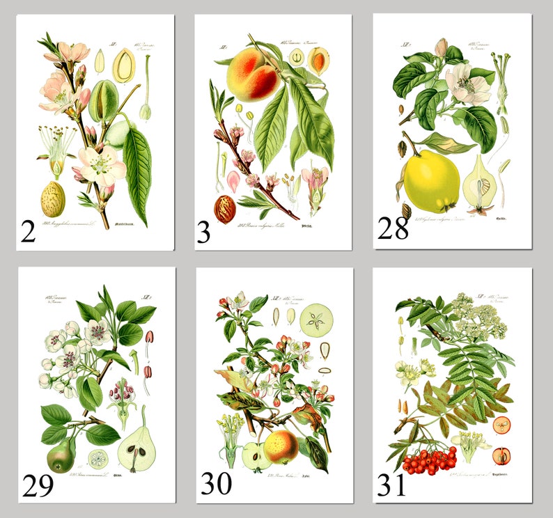 Fruit Art Print Set of 6 Botanical Fruit Home Decor Antique - Etsy