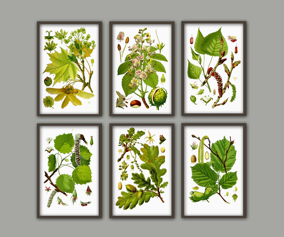 Tree Wall Art Print - Tree Leaves Print - Tree Set of 6 - Botanical ...
