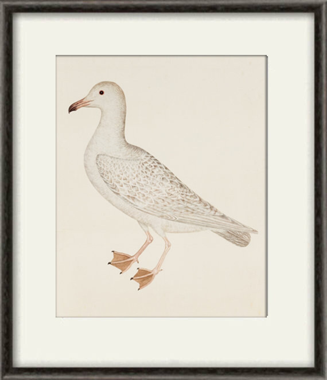 Seagull Print Bird Wall Decor Bird Illustration Ornithology - Etsy