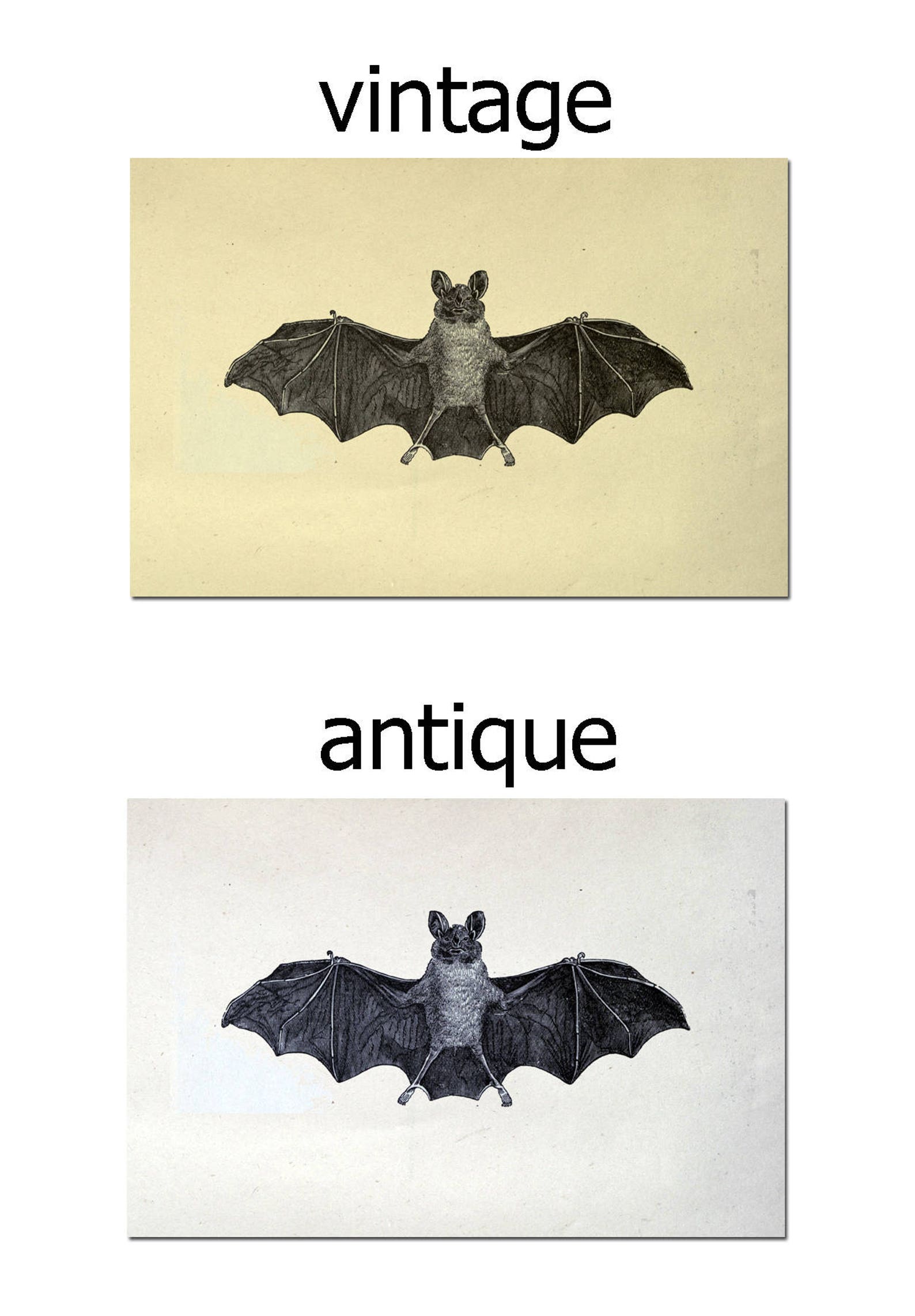 Bat Print Bat Wall Art Bat Poster Animals Print | Etsy