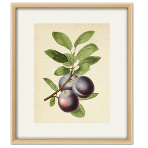 Fruit Print Set, Botanical Prints, Vintage Botanical Art, Orange Tree ...