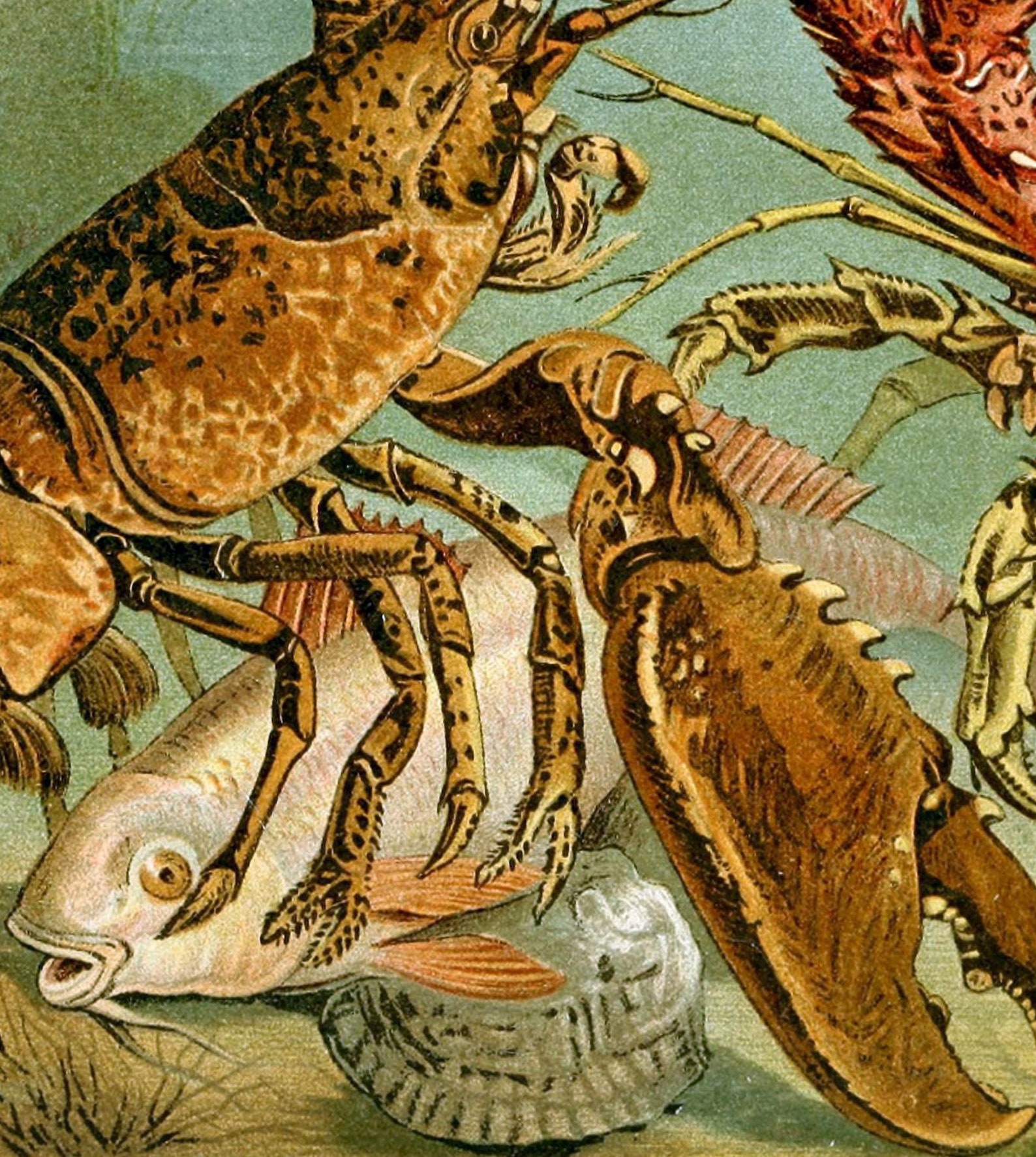 Lobster Art Print Marine Biology Poster Sea Animals Lobster - Etsy