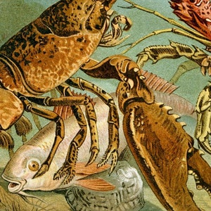 Lobster Art Print, Marine Biology Poster, Sea Animals, Lobster Wall Art ...