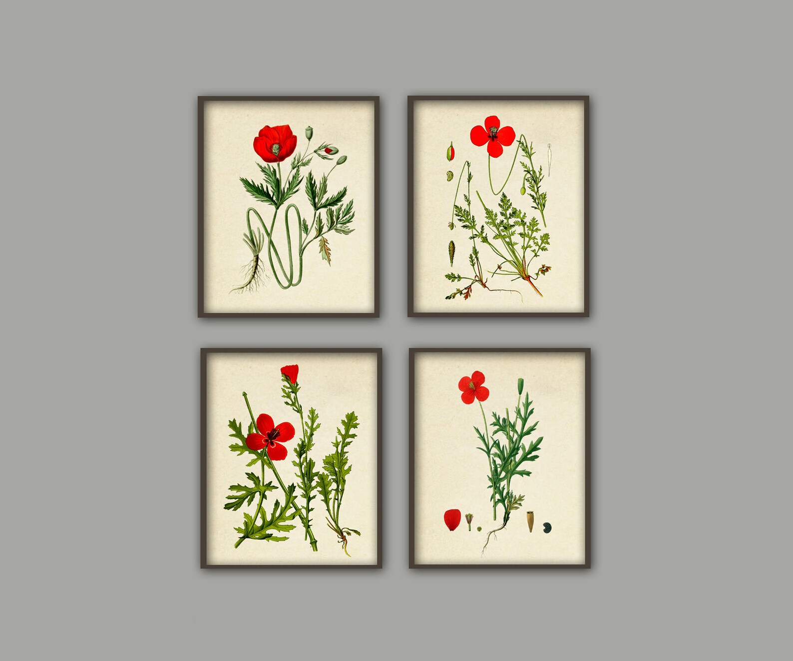 Antique Poppy Print Set of 4 Home Decor Flower Botanical | Etsy