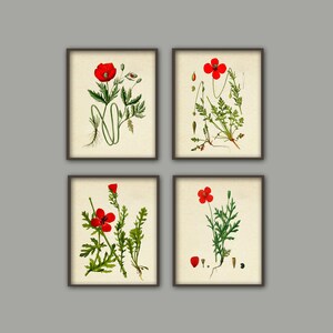 Antique Poppy Print Set of 4 Home Decor Flower Botanical - Etsy