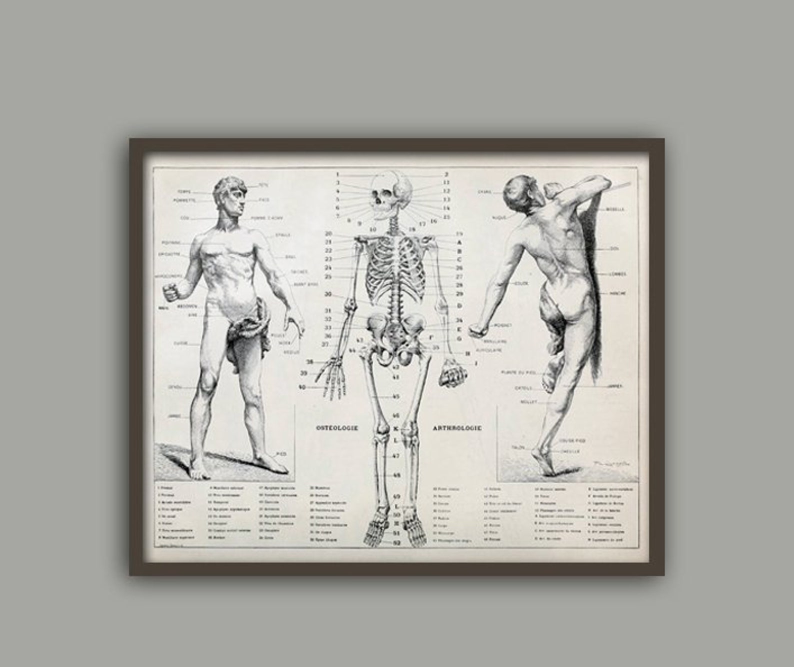 Human Anatomy Antique Human Skeleton Vintage Bones and Muscles - Etsy