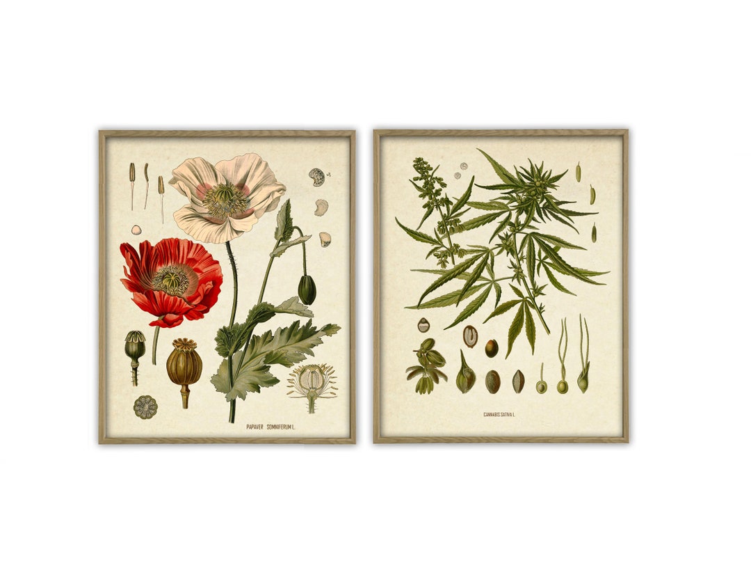 Botanical Art Print Set of 2 Medical Plant Print Botanical - Etsy