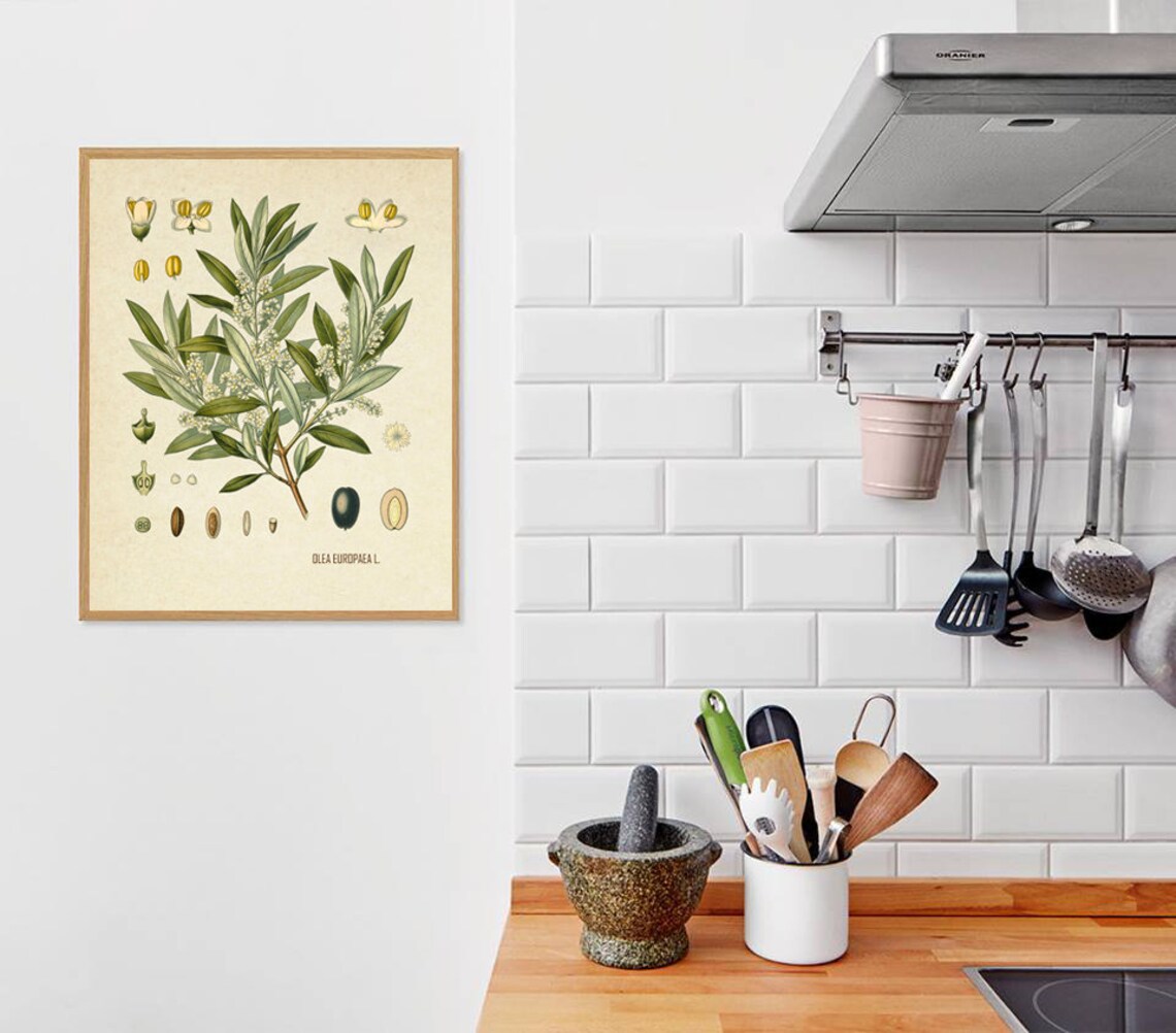 Olive Tree Print, Vintage Olive Tree, Olive Botanical Illustration ...