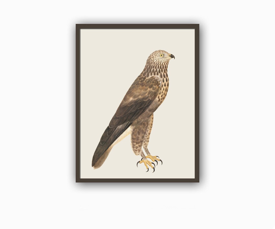 Buzzard Bird Print Large Wall Art Decor Wild Bird Vintage Collection ...