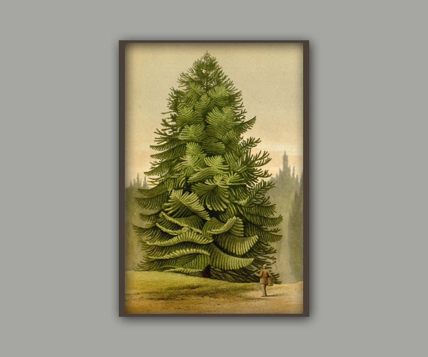 Pine Tree Wall Art Print, Botanical Decor, Green Tree Poster, Large ...