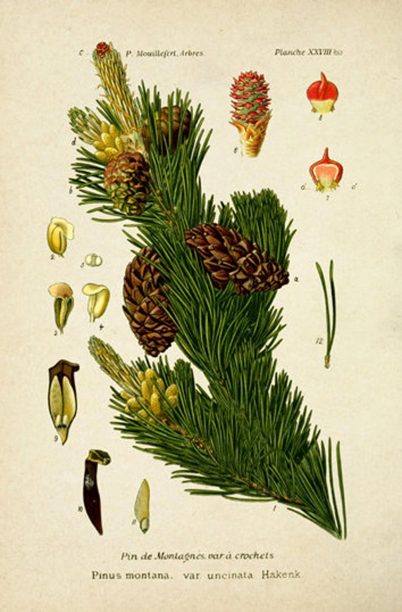Pine Cone Scientific Illustration