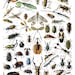 Insects Print Set of 2, Large Wall Decor, Science Poster, Entomology ...