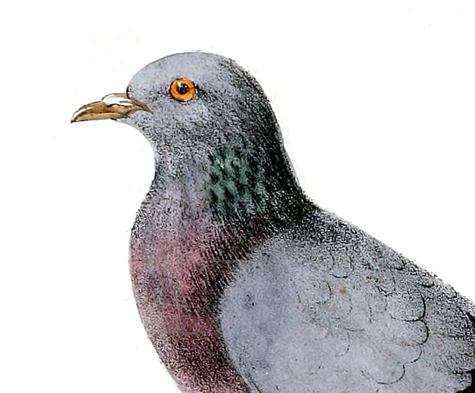 Dove Art Print Dove Drawing Print Dove Decor Dove Bird | Etsy