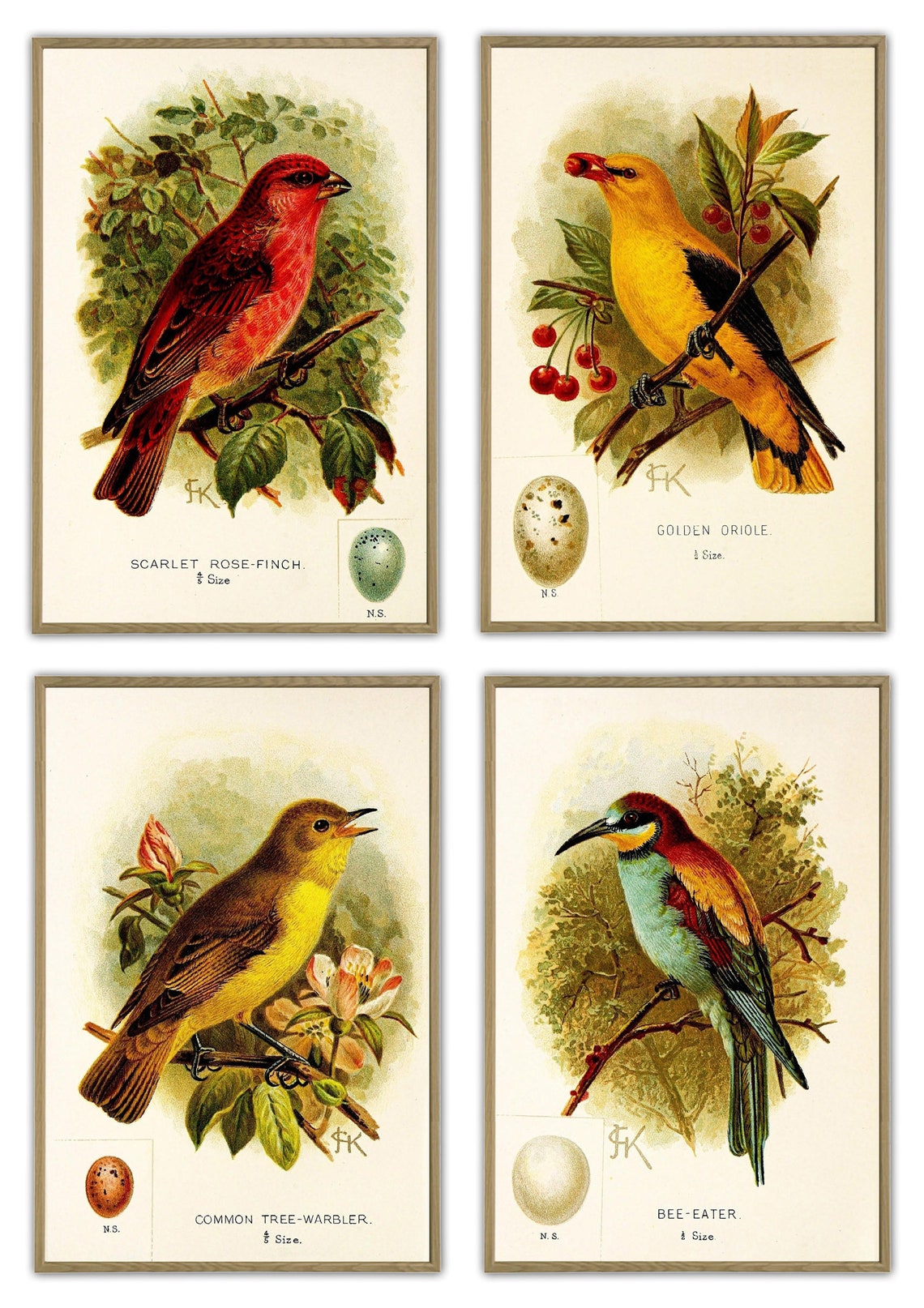 Bird Botanical Print Set Vintage Bird Print Bird Wall Art - Etsy