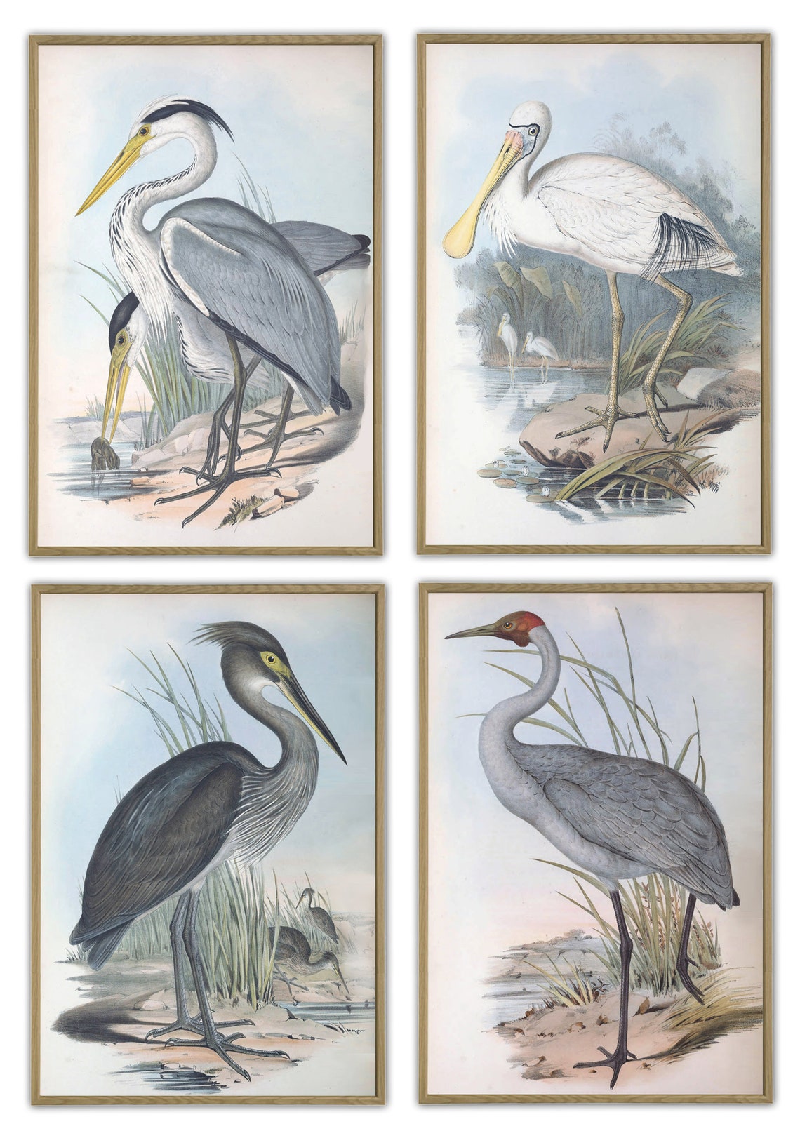 Birds Prints Set of 4 , Large Bird Illustration, Living Room Wall Decor ...