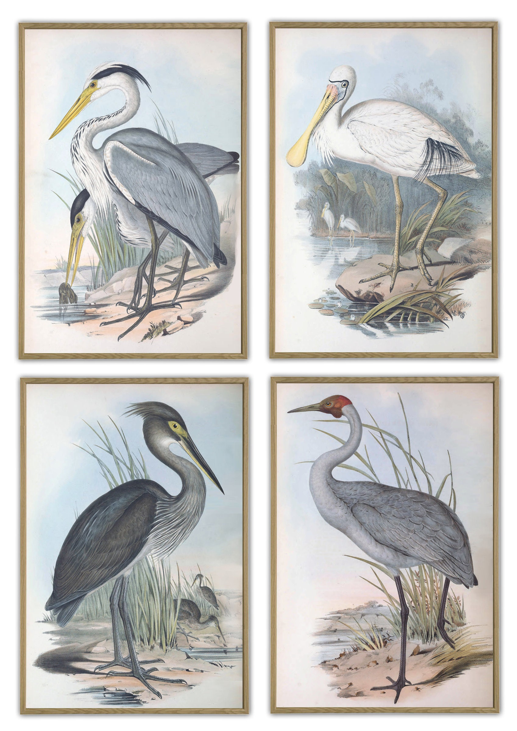 Birds Prints Set of 4 Large Bird Illustration Ornithology | Etsy