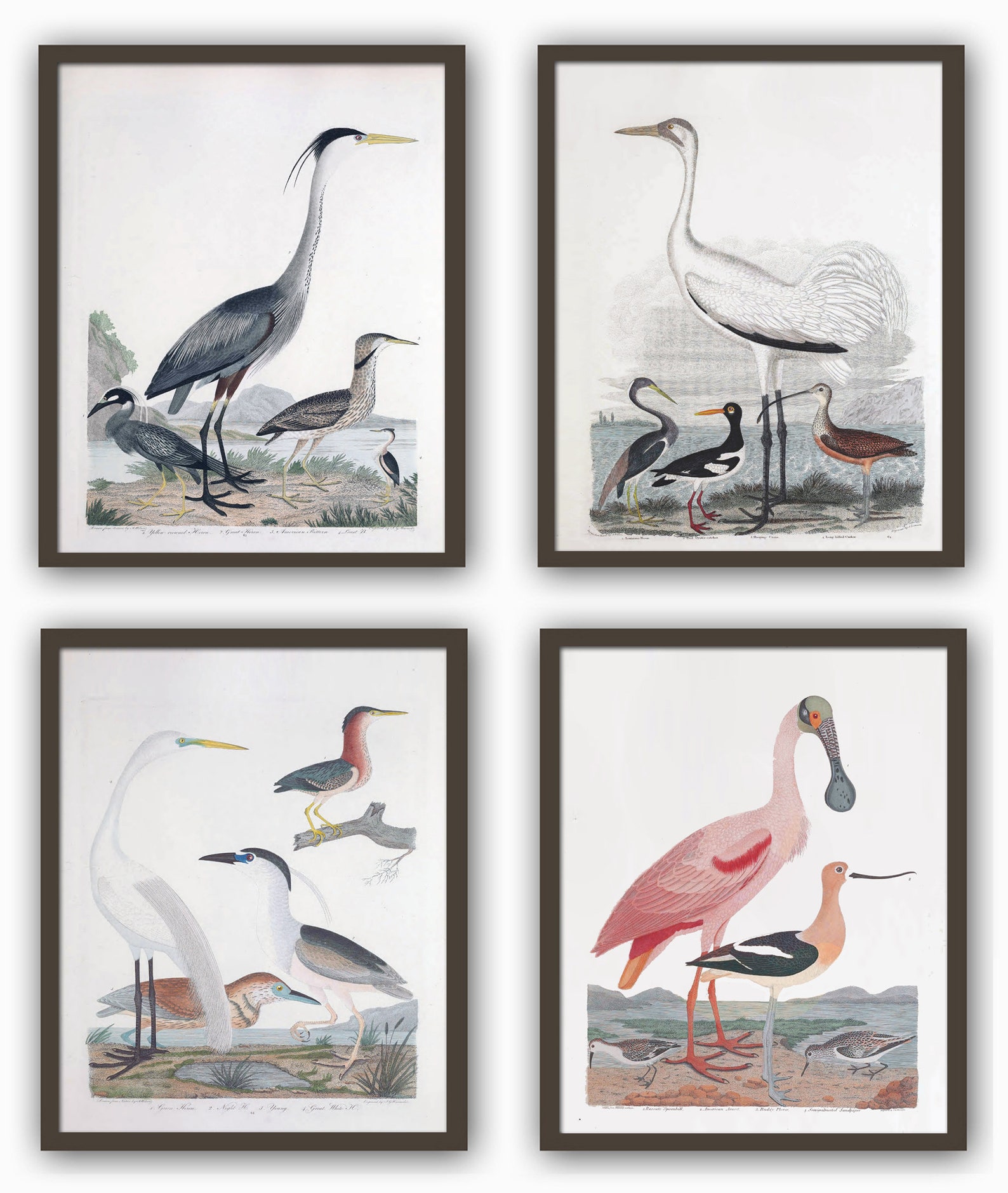 Birds in Lake Landscape Art Print, Waterbird Illustration Wall Art ...